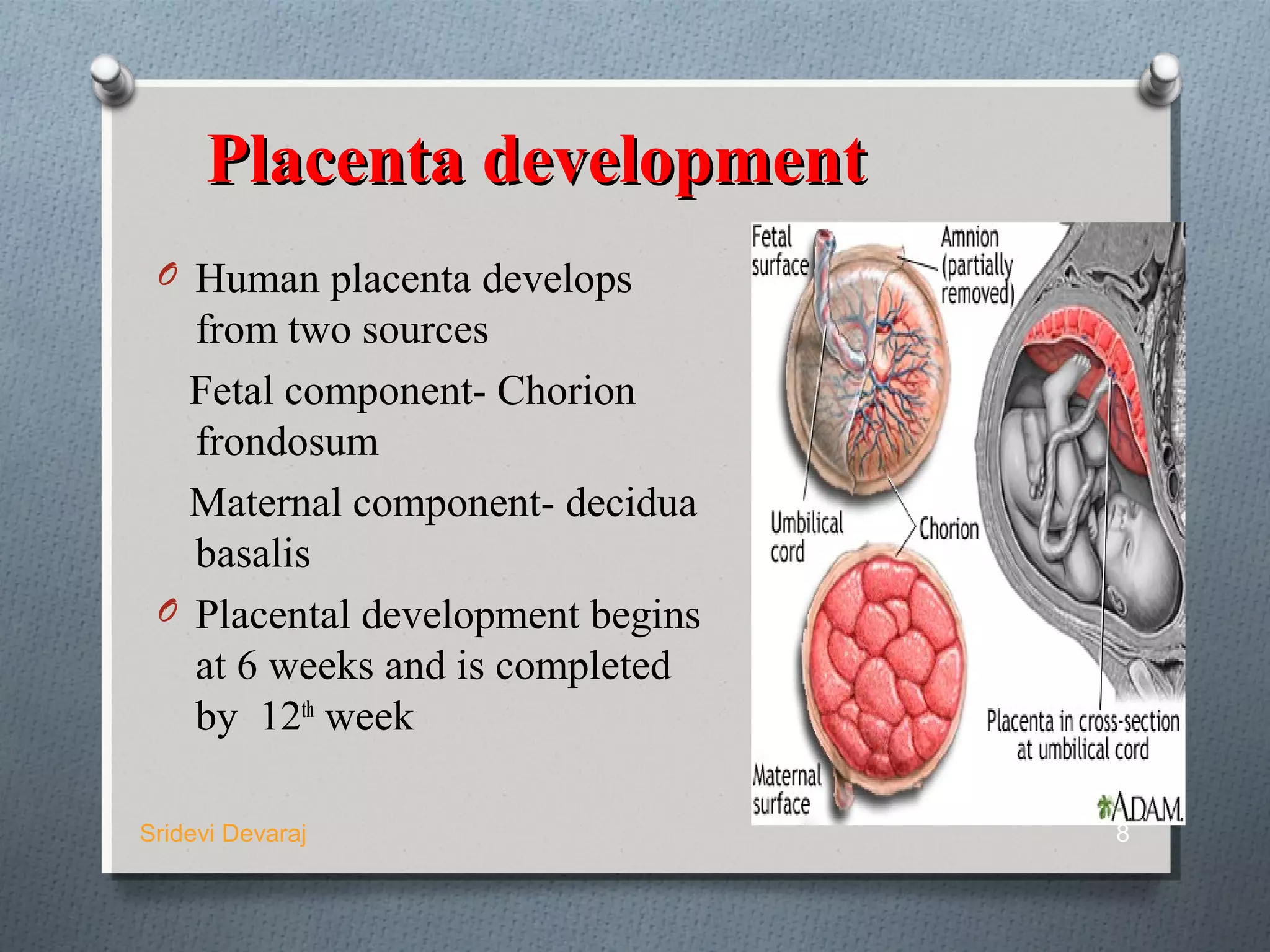 Placenta | PPT