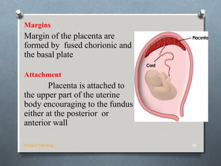 Placenta | PPT