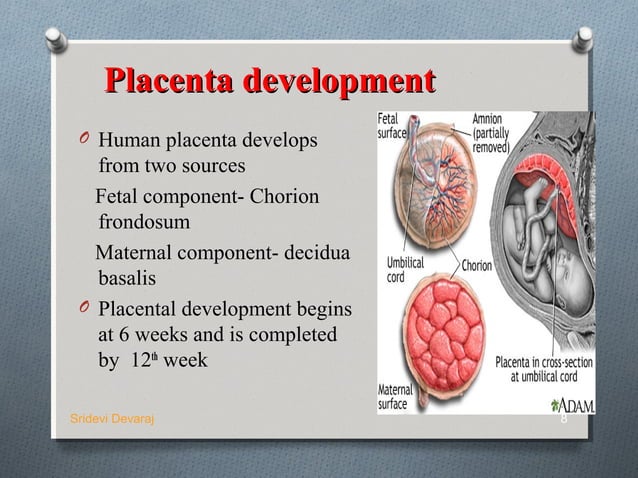 Placenta | PPT | Pregnancy | Reproductive Health
