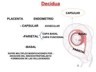 Desarrollo de placenta | PPT