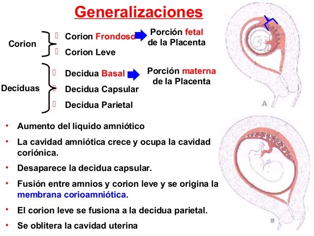 Desarrollo de placenta