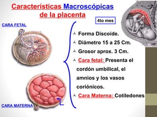 Placenta y membranas fetales Anatomia especializada | PPTX