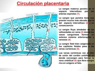 Placenta y membranas fetales Anatomia especializada | PPTX