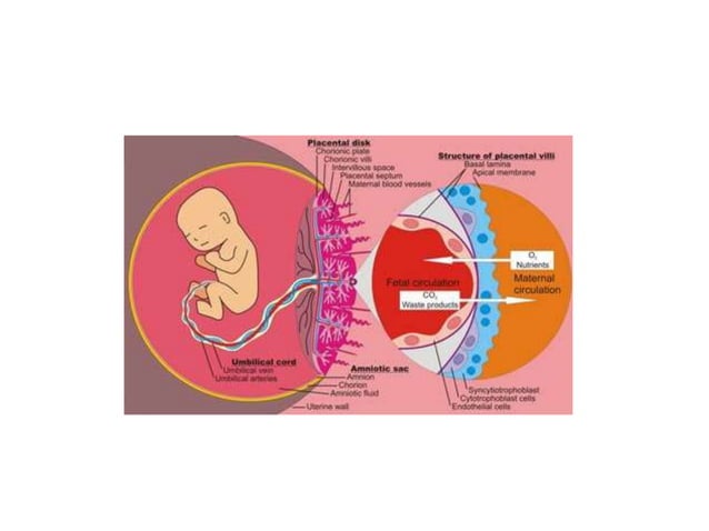 Placenta | PPT