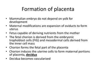 Placenta | PPTX