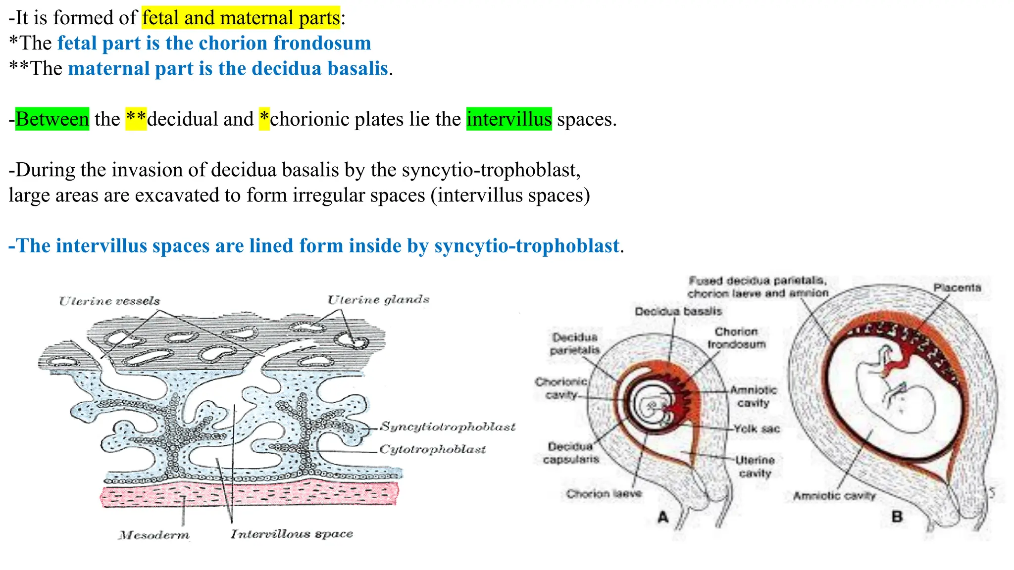 placenta development embryological study | PPT