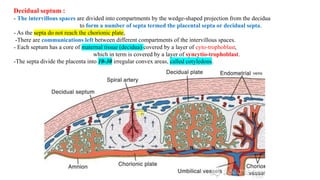 placenta development embryological study | PDF