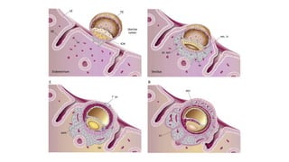placenta development embryological study | PPT