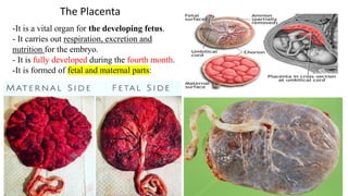 placenta development embryological study | PDF