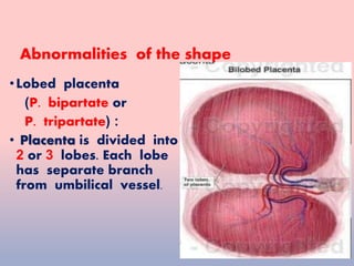 human placenta and its anomalies | PPTX