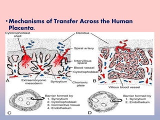 human placenta and its anomalies | PPTX