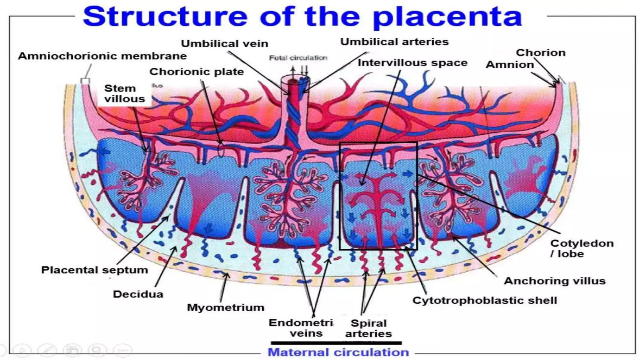 PLACENTA ACCRETA SPECTRUM DISORDERS.pptx