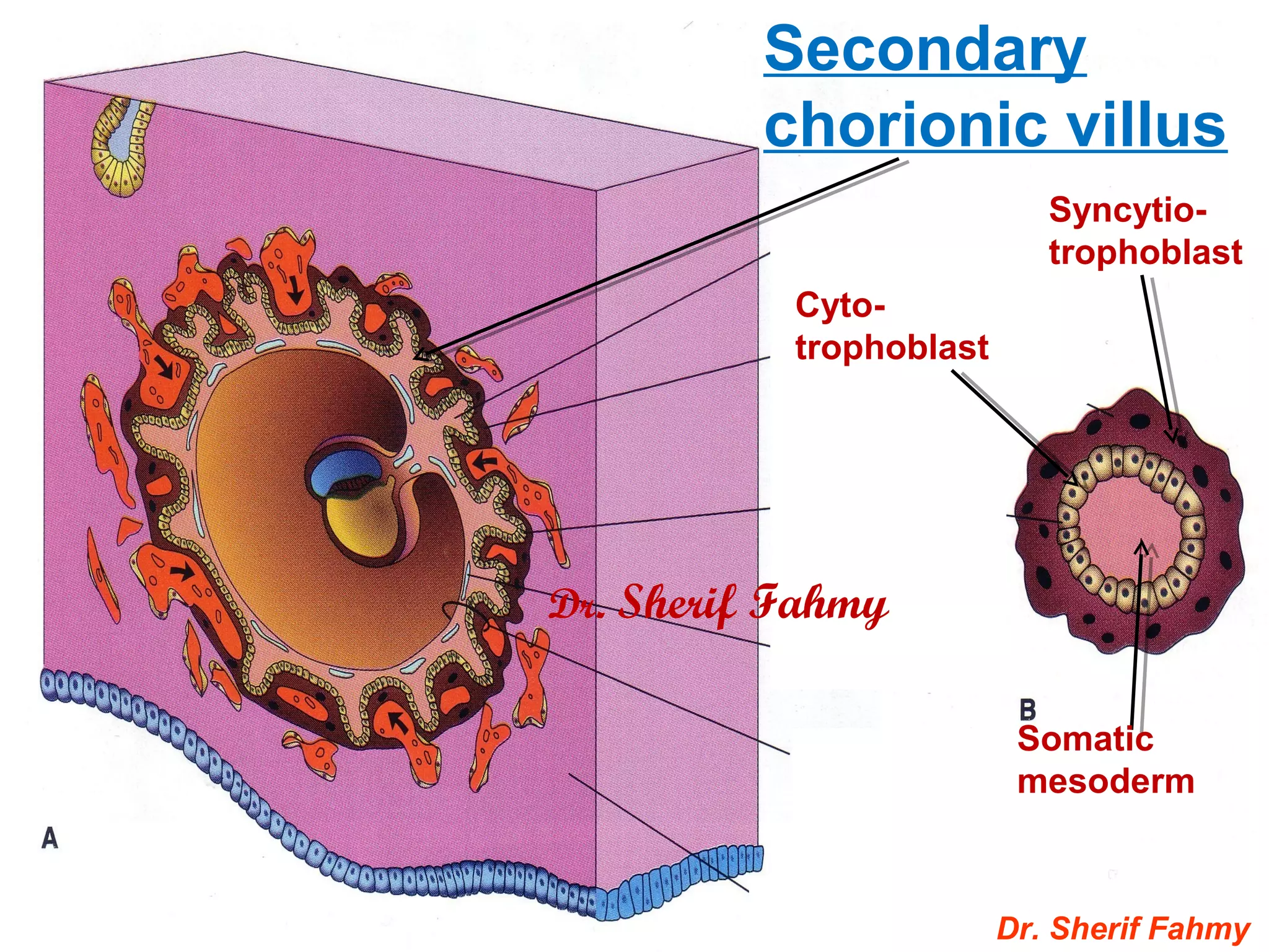 Placenta & Amnion (General Embryology) | PPS
