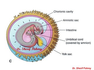 Chorionic Cavity