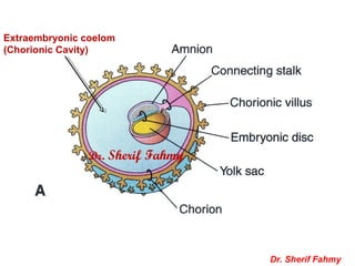 Chorionic Cavity