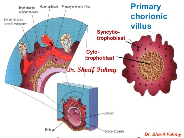 Placenta & Amnion (General Embryology)