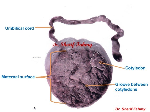 Placenta & Amnion (General Embryology)