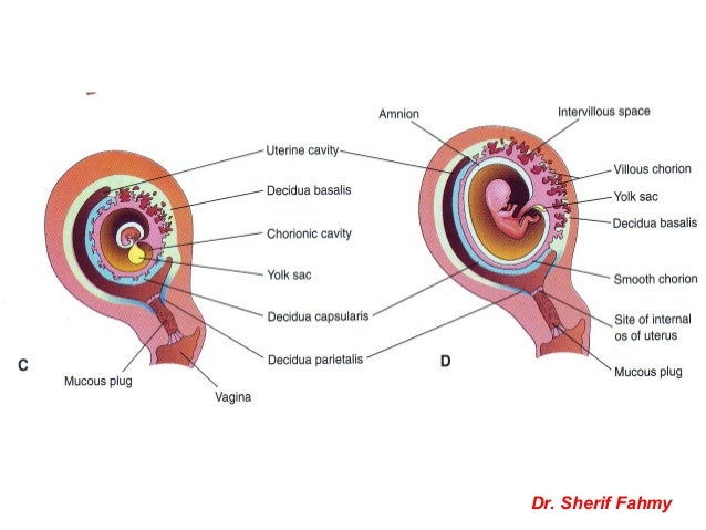 Placenta And Amnion General Embryology