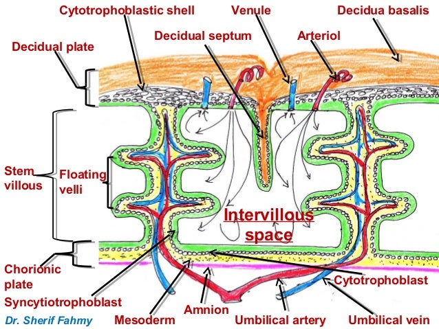 Placenta & Amnion (General Embryology)