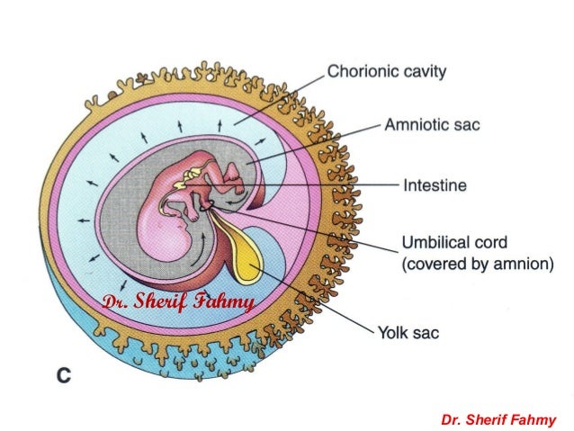 Placenta & Amnion (General Embryology)