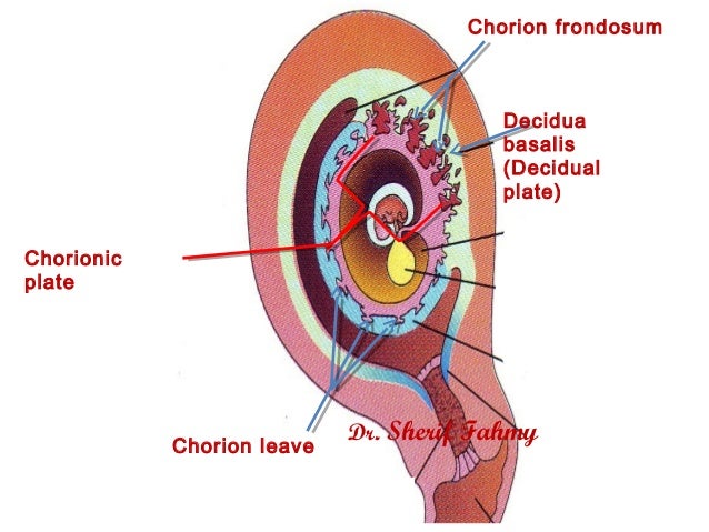 Placenta & Amnion (General Embryology)