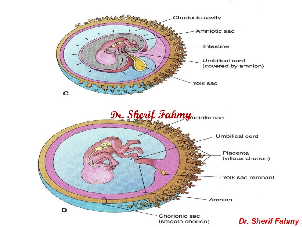 Placenta And Amnion General Embryology