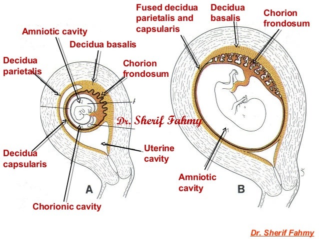 Placenta & Amnion (General Embryology)