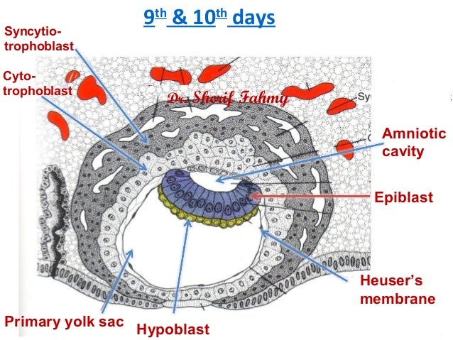 Placenta & Amnion (General Embryology)