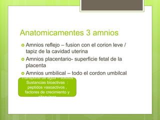 Presentación de anatomía e histología de placenta y cordón umbilical | PPTX