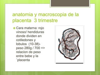 Presentación de anatomía e histología de placenta y cordón umbilical | PPTX