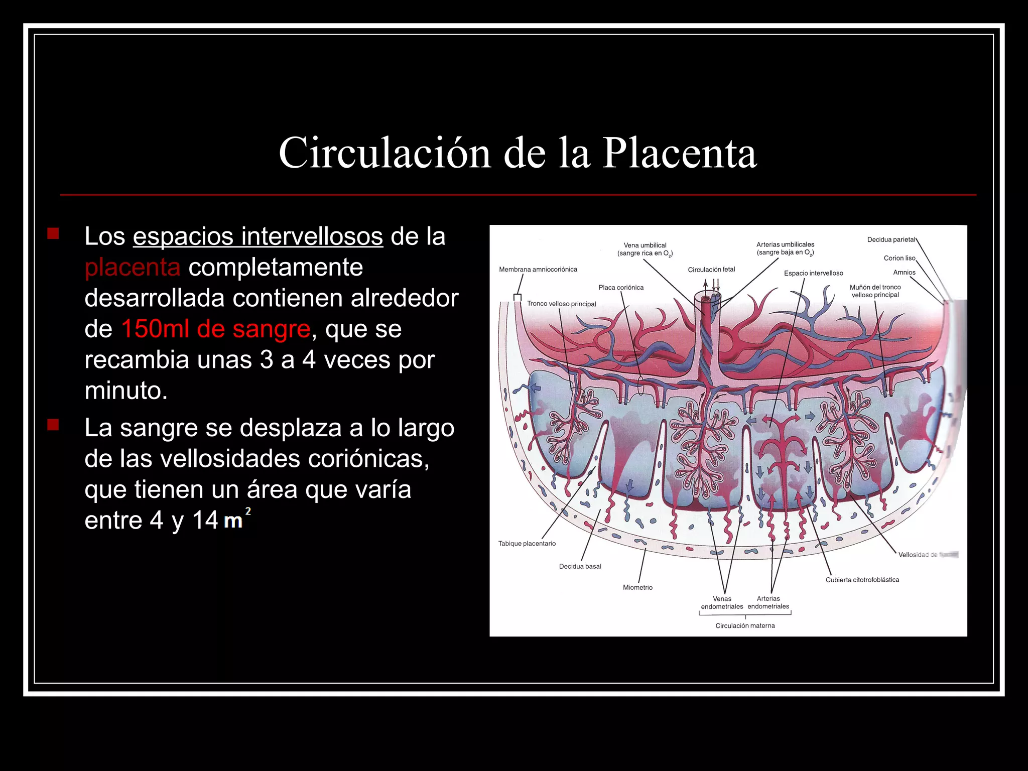 Placenta Anatomía y Fisiología | PPT
