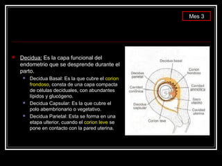 Placenta Anatomía y Fisiología | PPT