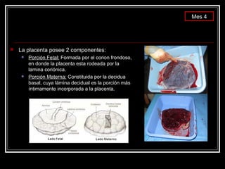 Placenta Anatomía y Fisiología | PPT