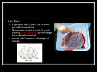 Placenta Anatomía y Fisiología | PPT