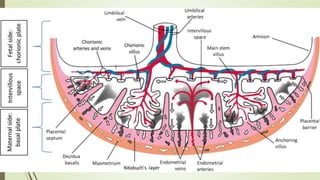 Placenta anatomy-physiology.pptx