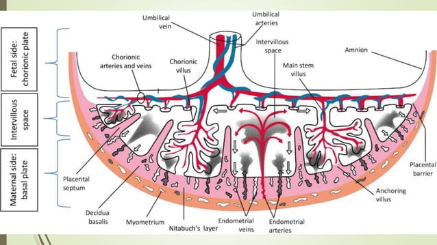 Placenta anatomy-physiology.pptx