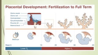 Placenta anatomy-physiology.pptx