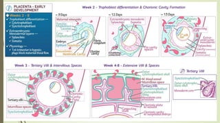 Placenta anatomy-physiology.pptx