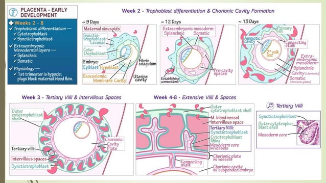 Placenta anatomy-physiology.pptx
