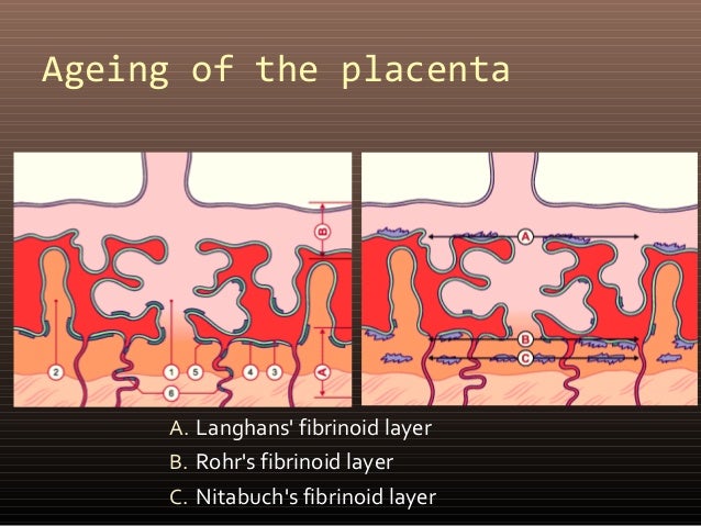Placenta and amniotic fluid