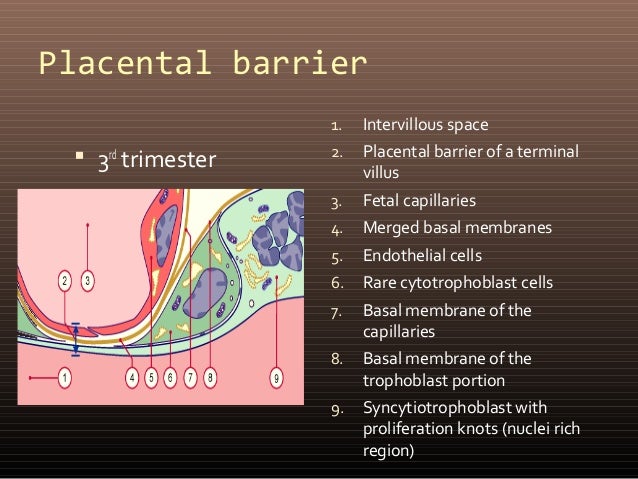 Placenta and amniotic fluid