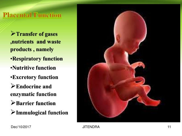 Placenta yolk sac and amniotic_fluid_structure_function