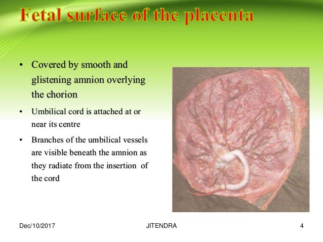 Placenta Yolk Sac And Amnioticfluidstructurefunction