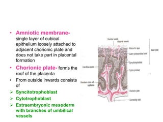 Placenta_and_Amniotic_fluid_Structure_Function.ppt