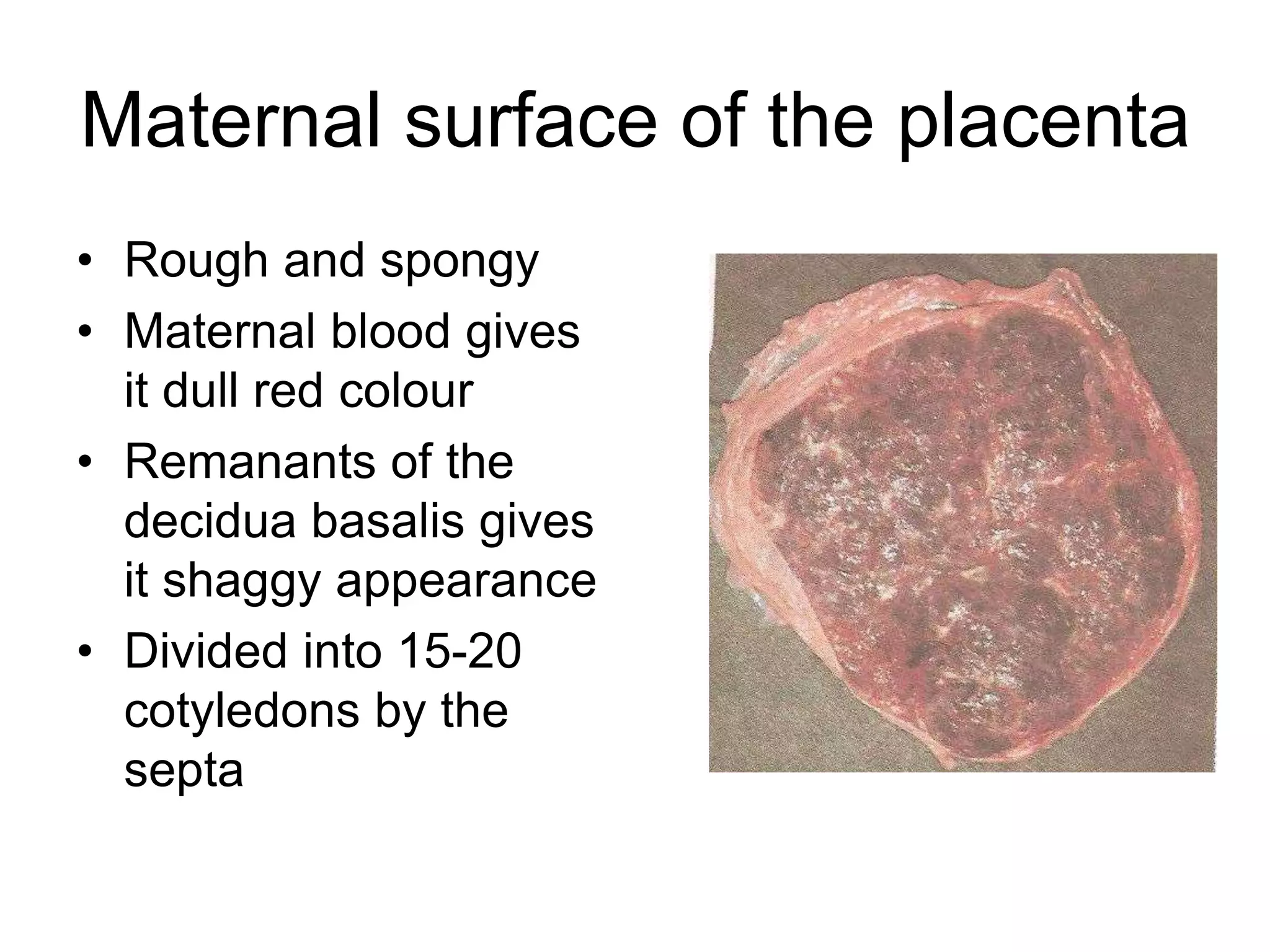 Placenta_and_Amniotic_fluid_Structure_Function.ppt