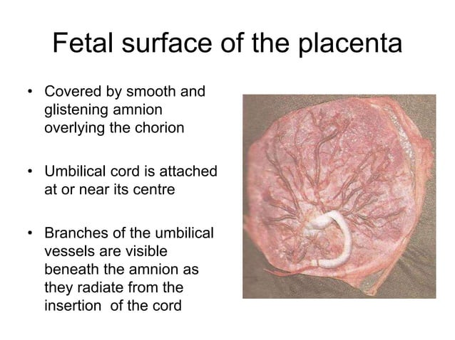 Placenta_and_Amniotic_fluid_Structure_Function.ppt