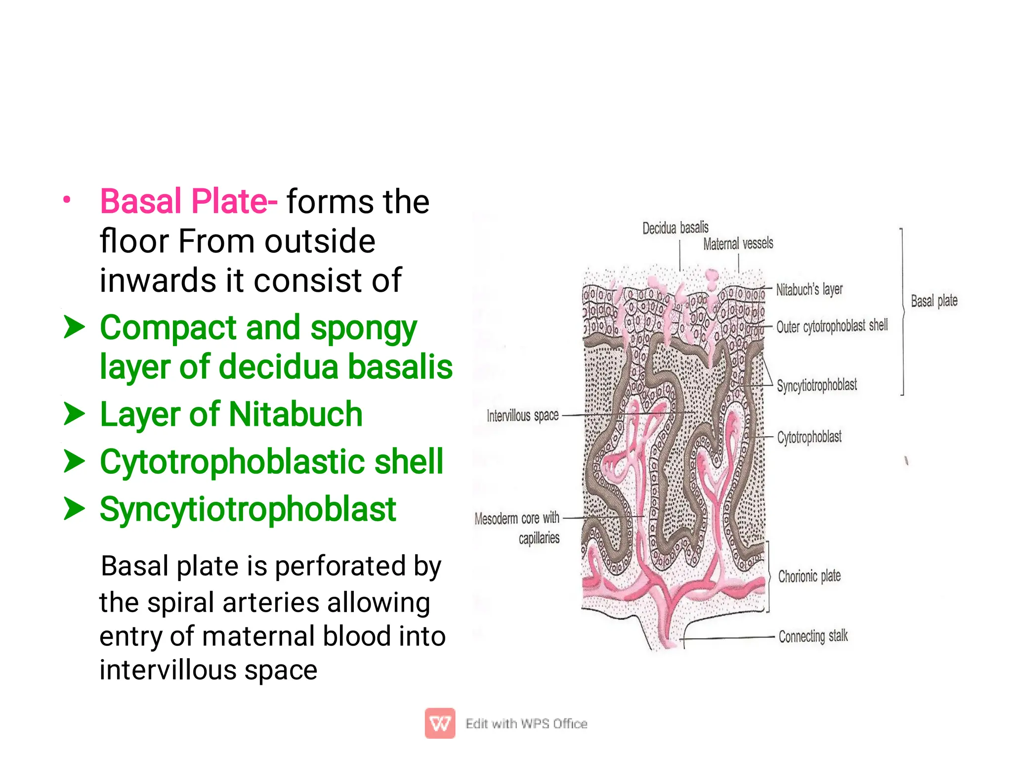 Placenta_and_Amniotic_fluid_Structure_Function.pdf