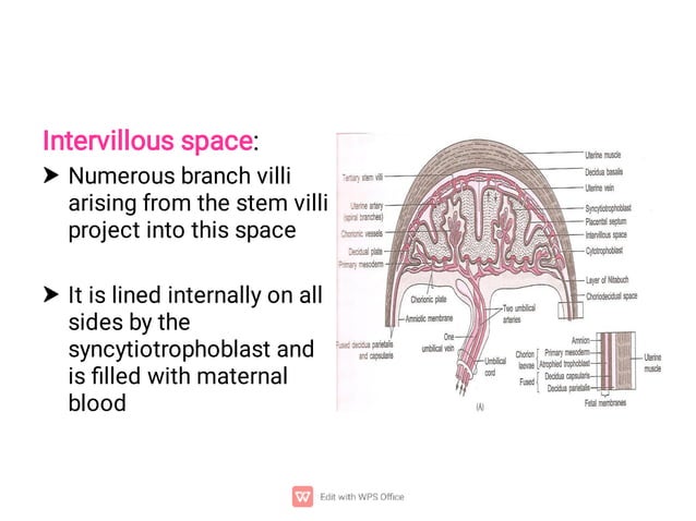 Placenta_and_Amniotic_fluid_Structure_Function.pdf | Pregnancy ...