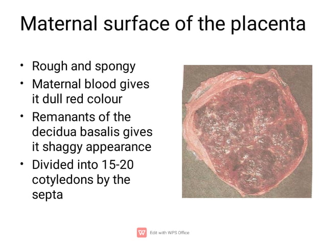 Placenta_and_Amniotic_fluid_Structure_Function.pdf | Pregnancy ...
