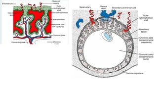 The Placenta and membranes development ppt | PPT